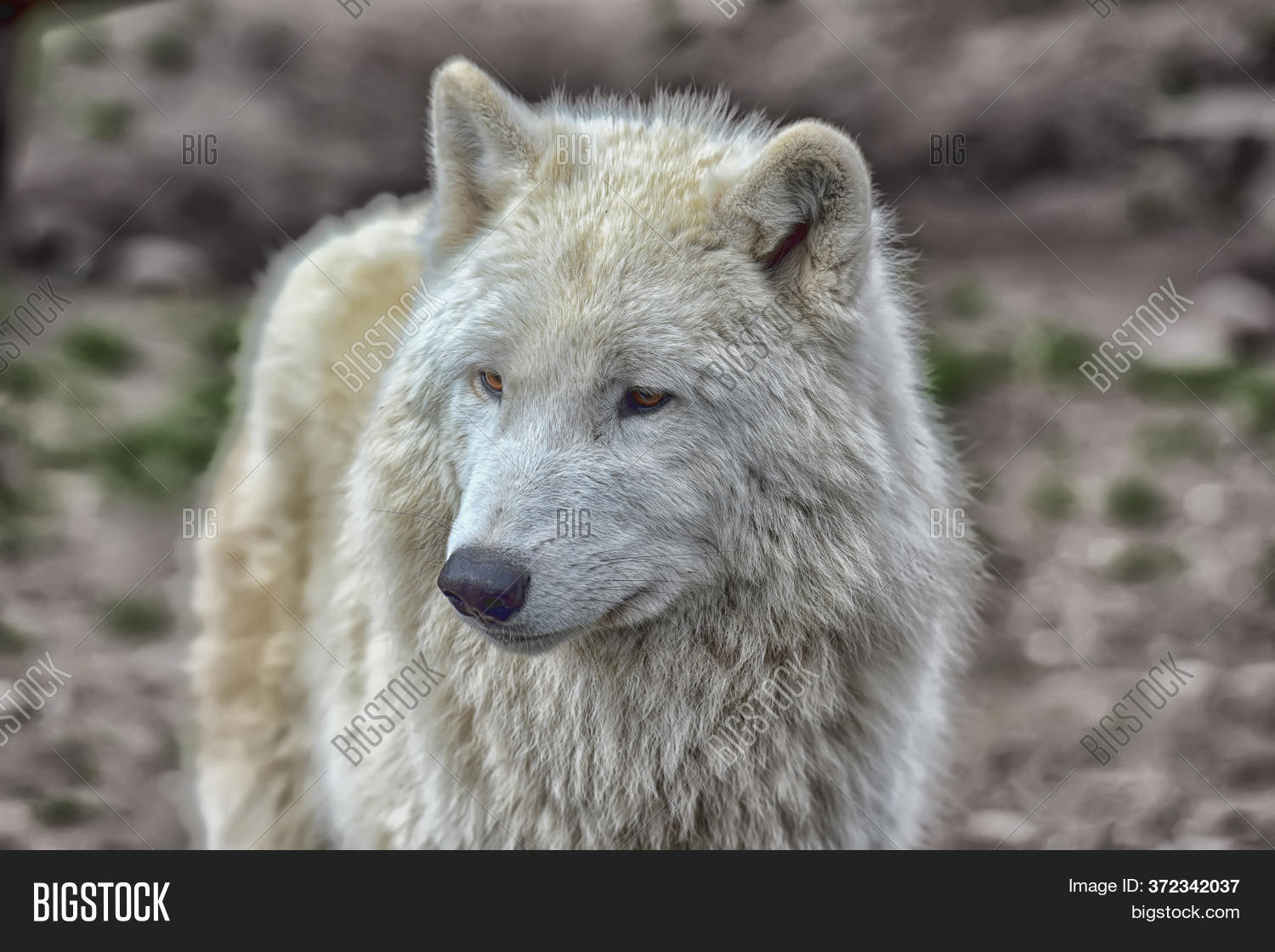 White Arctic Wolf Zoo Image & Photo (Free Trial) | Bigstock
