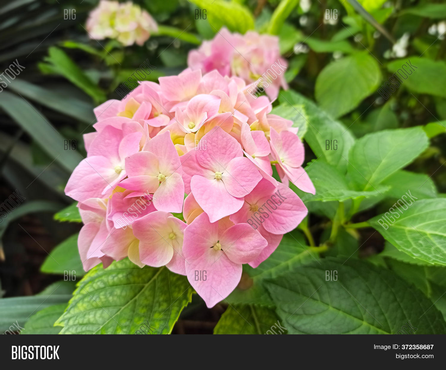 Pink Flowers Hydrangea Image & Photo (Free Trial) | Bigstock