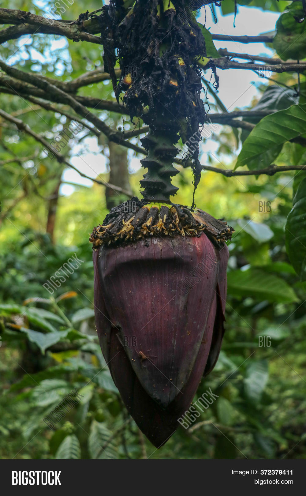 Close- Musa Acuminata Image & Photo (Free Trial) | Bigstock