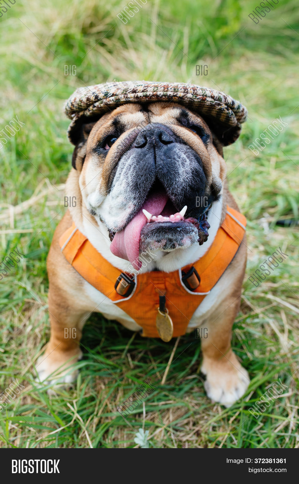 Red English/british Image & Photo (Free Trial) | Bigstock