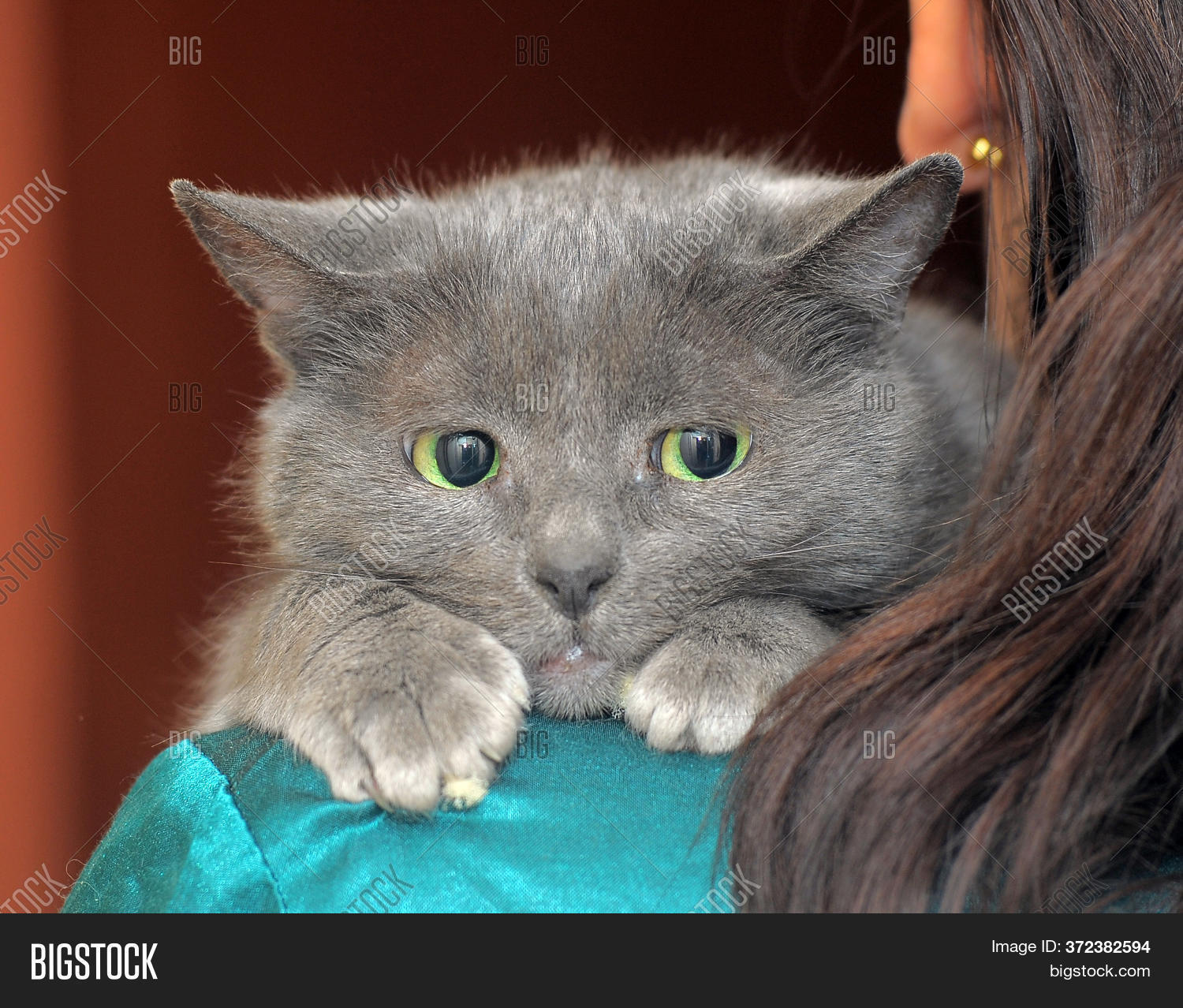 Scared Sad Gray Cat Image & Photo (Free Trial) | Bigstock