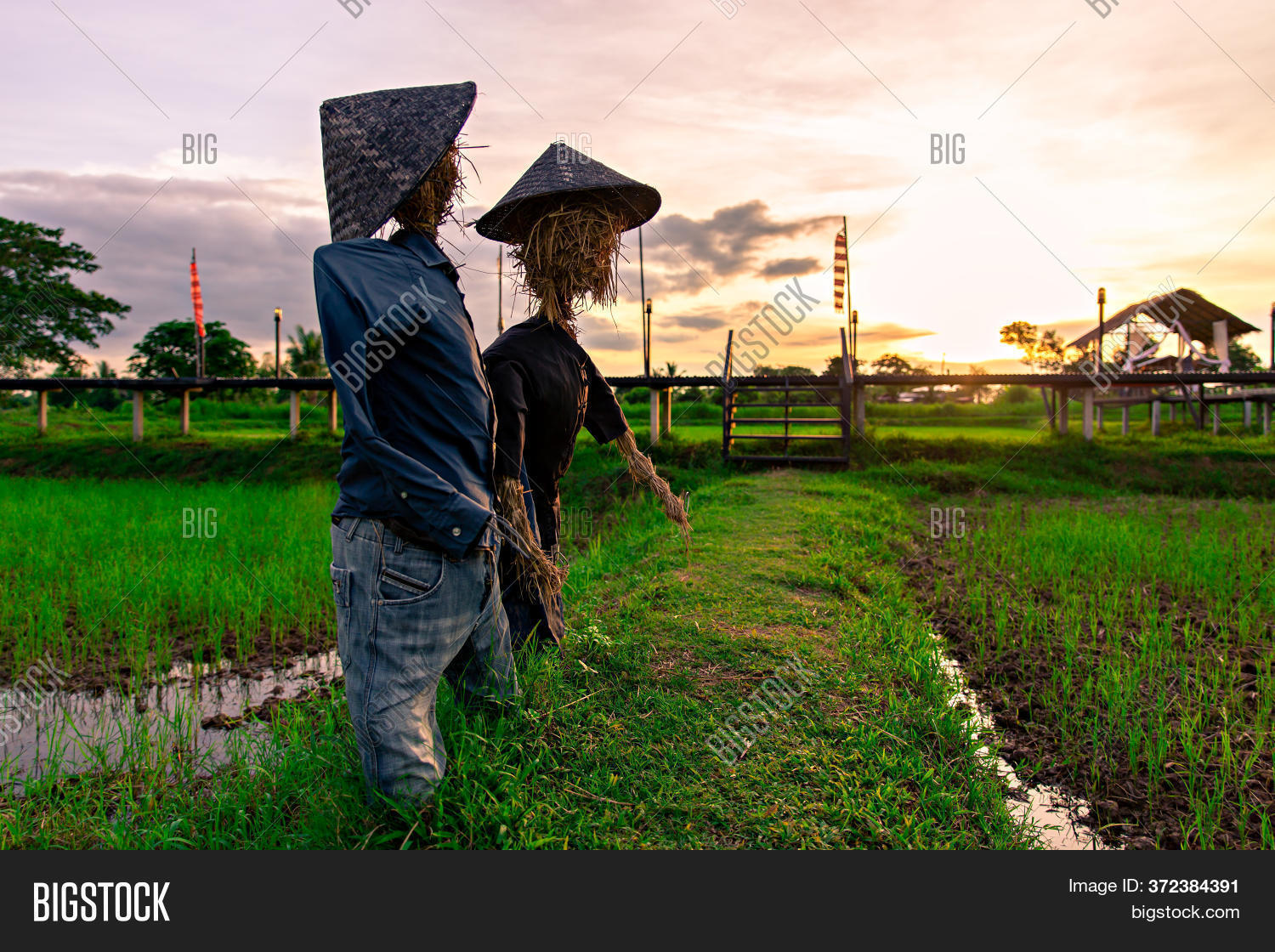 Scarecrow Rice Field. Image & Photo (Free Trial) | Bigstock