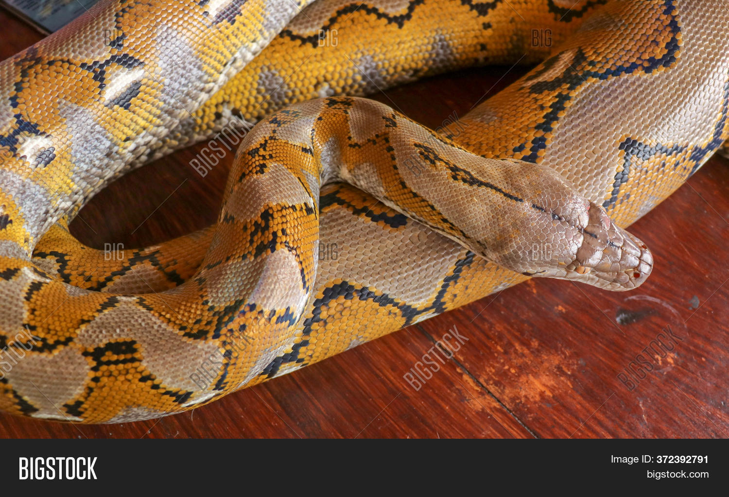 Gold Yellow Python, Image & Photo (Free Trial) | Bigstock
