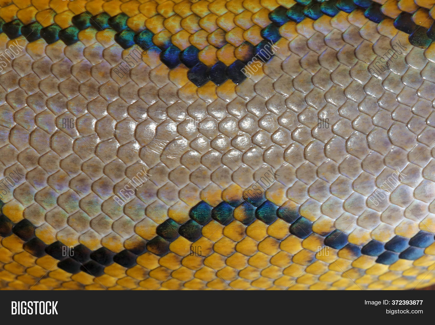Close Snake Skin Image & Photo (Free Trial) | Bigstock