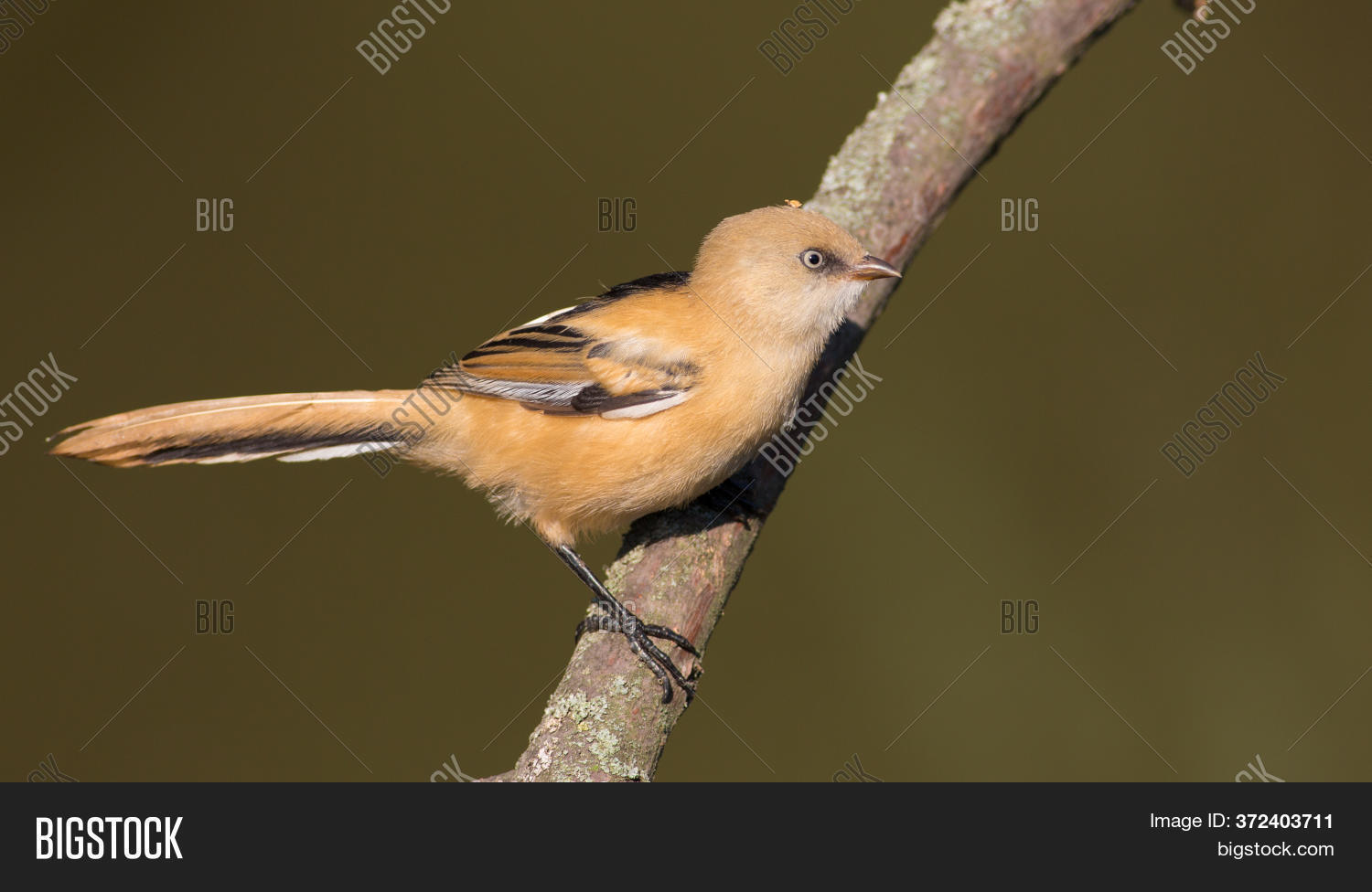 Panurus Biarmicus, Image & Photo (Free Trial) | Bigstock