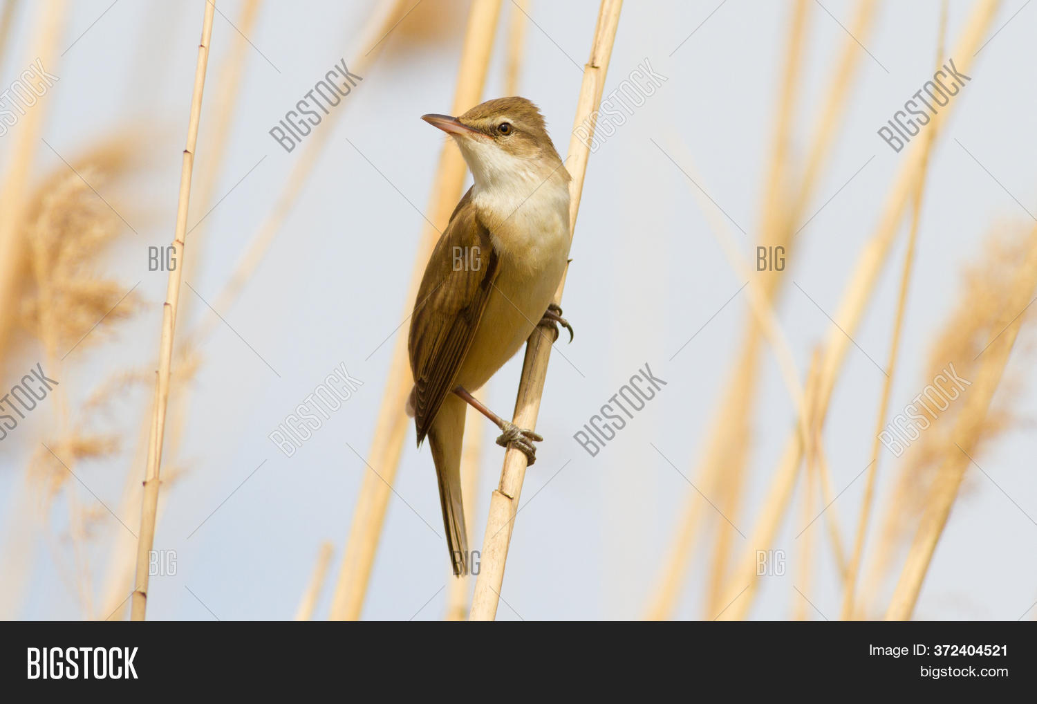 Great Reed Warbler, Image & Photo (Free Trial) | Bigstock