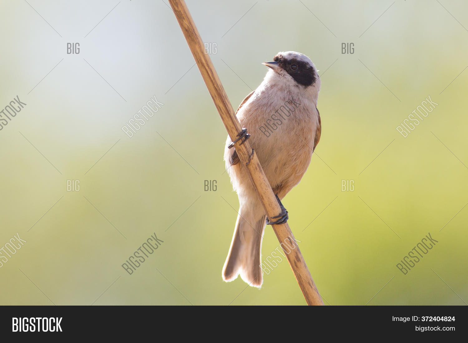 Eurasian Penduline Tit Image & Photo (Free Trial) | Bigstock