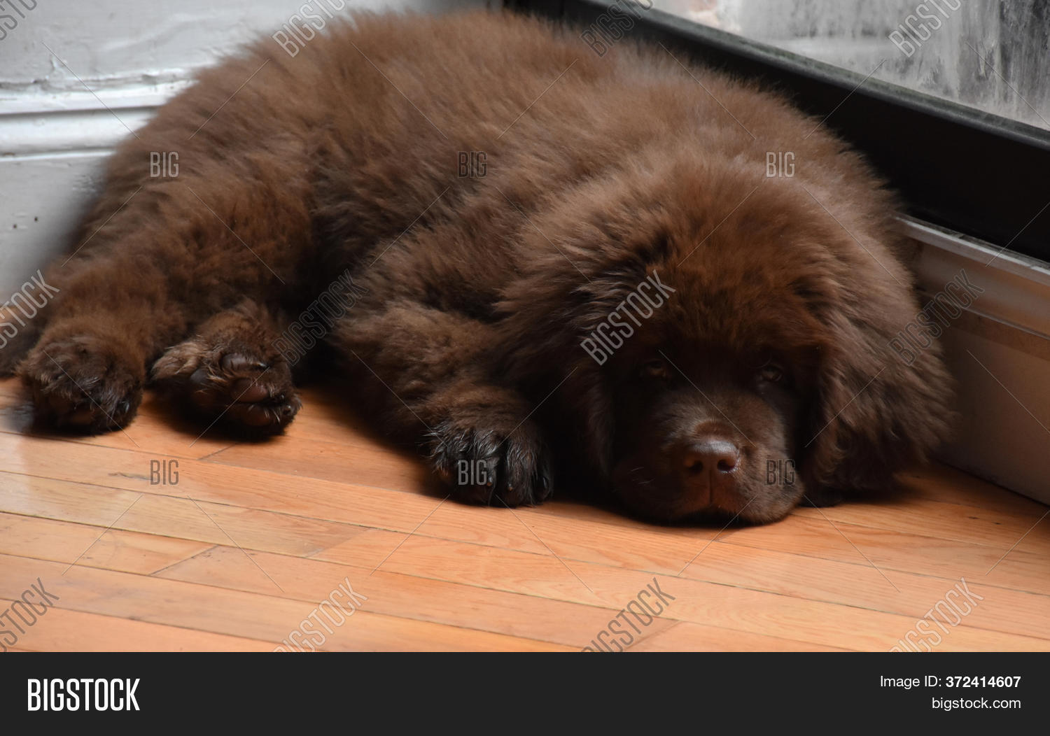 Cute Fluffy Brown Dogs