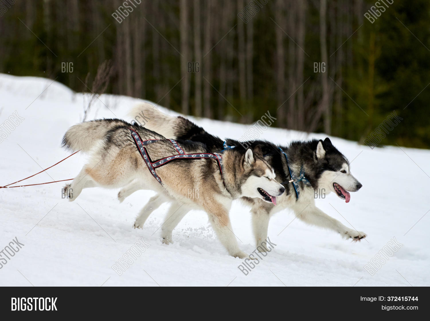 Running Husky Dog On Image & Photo (Free Trial) | Bigstock