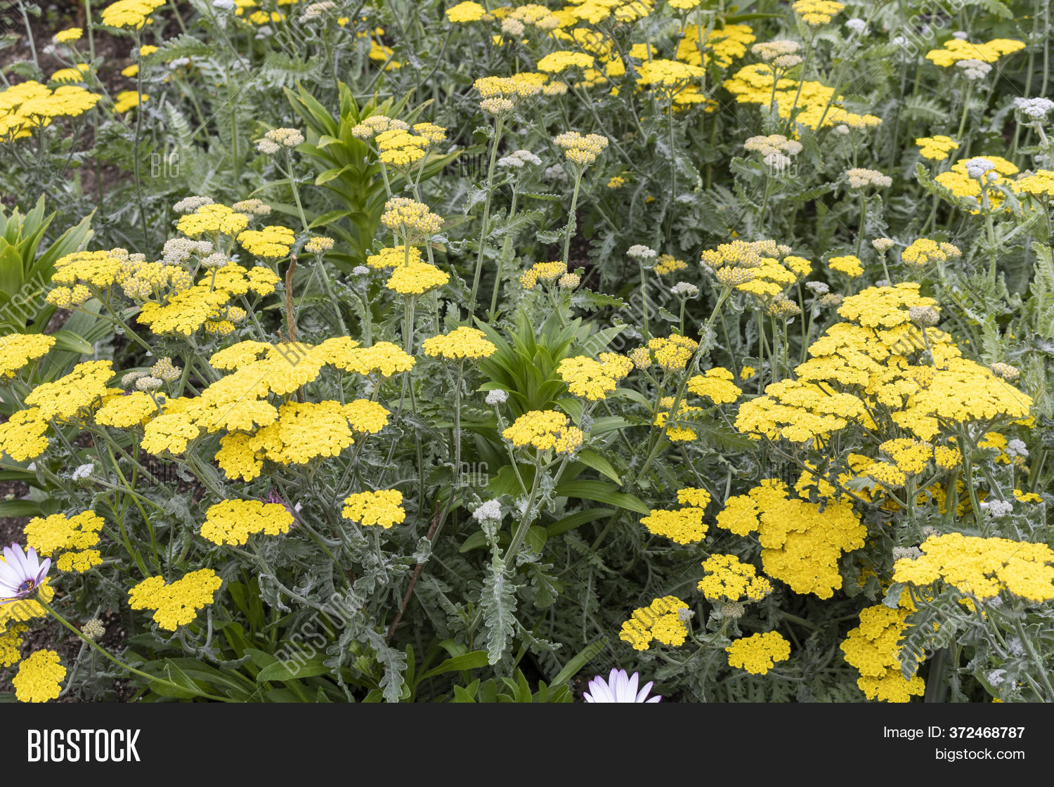 Yellow Flowers Garden Image & Photo (Free Trial) | Bigstock