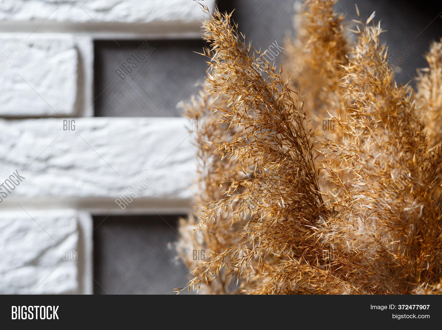 Dried Reeds Home Decor Image & Photo (Free Trial) | Bigstock