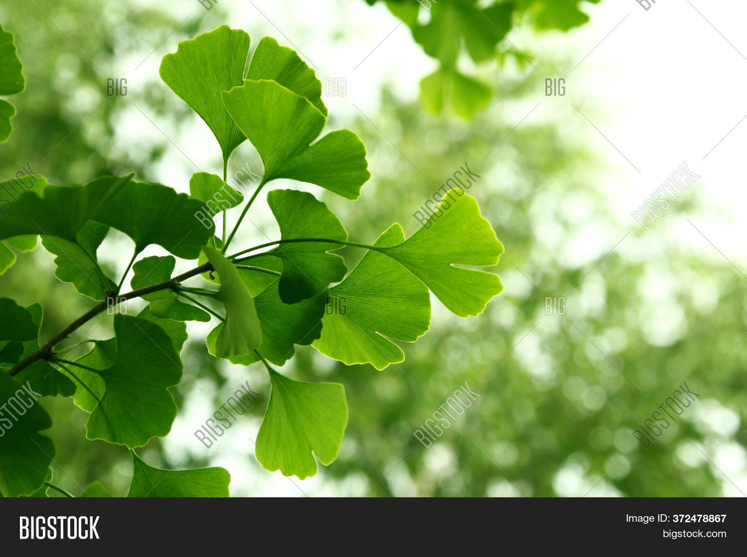 Ginkgo Biloba Green Image & Photo (Free Trial) | Bigstock