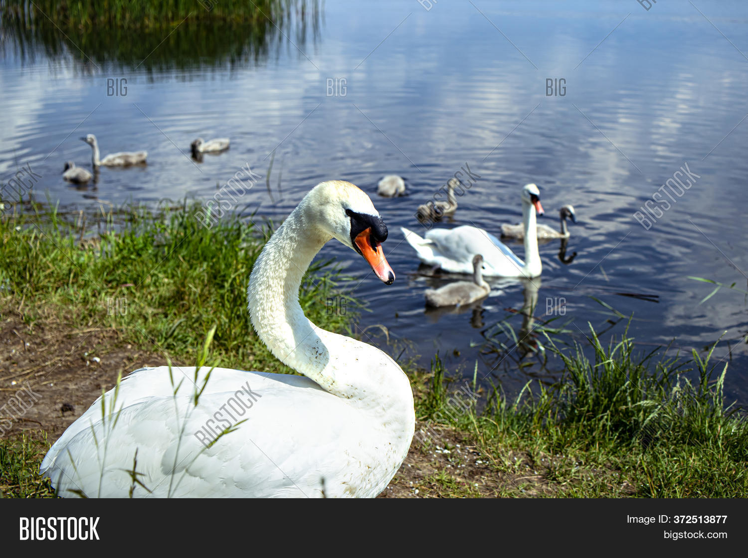 Family Wild Swans On Image & Photo (Free Trial) | Bigstock