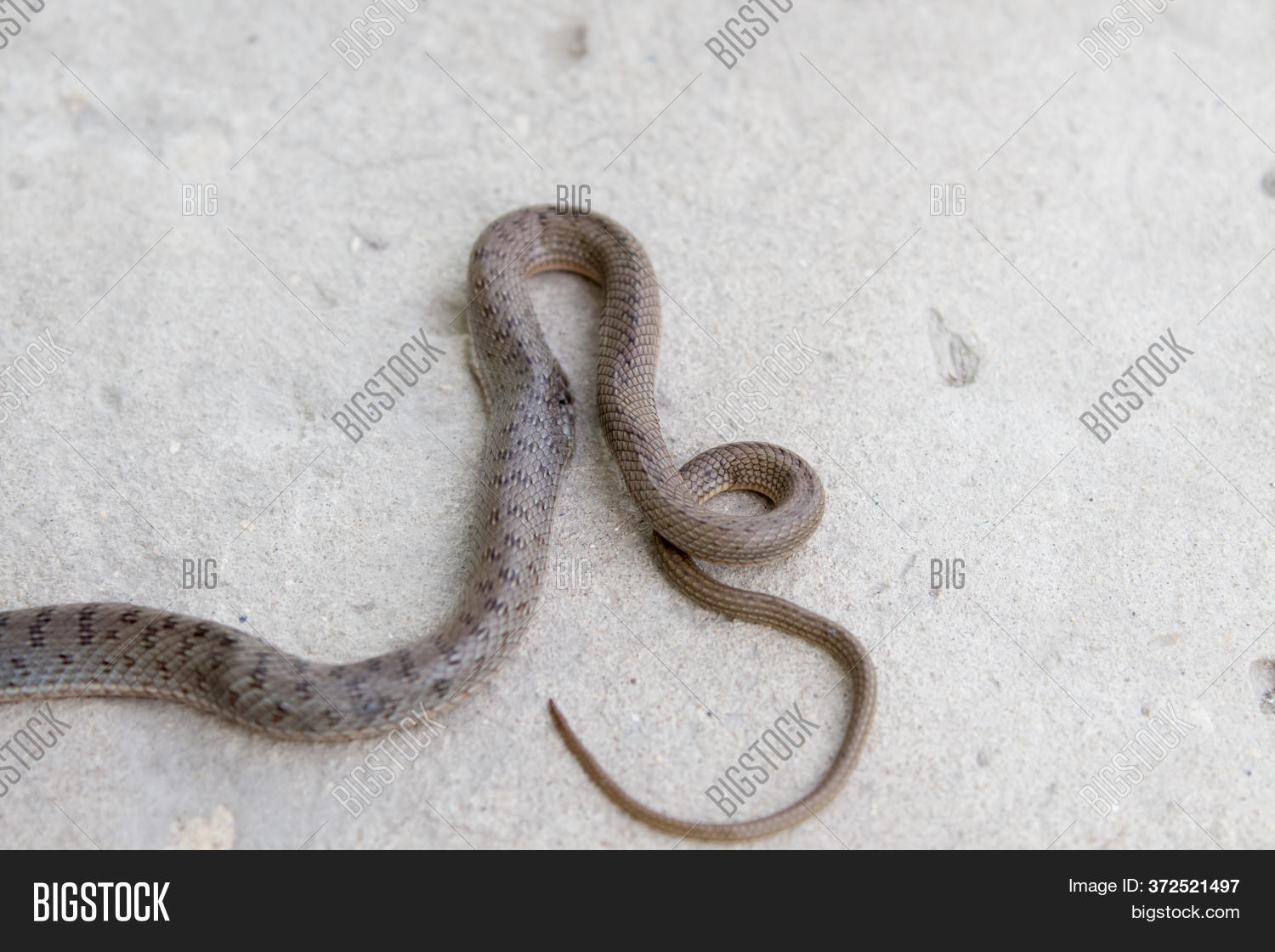 Young Gray-brown Snake Image & Photo (Free Trial) | Bigstock