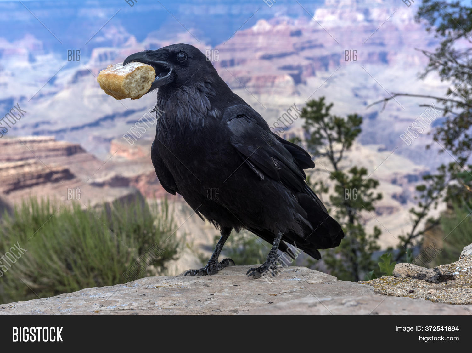 Raven Piece Bread Beak Image & Photo (Free Trial) | Bigstock