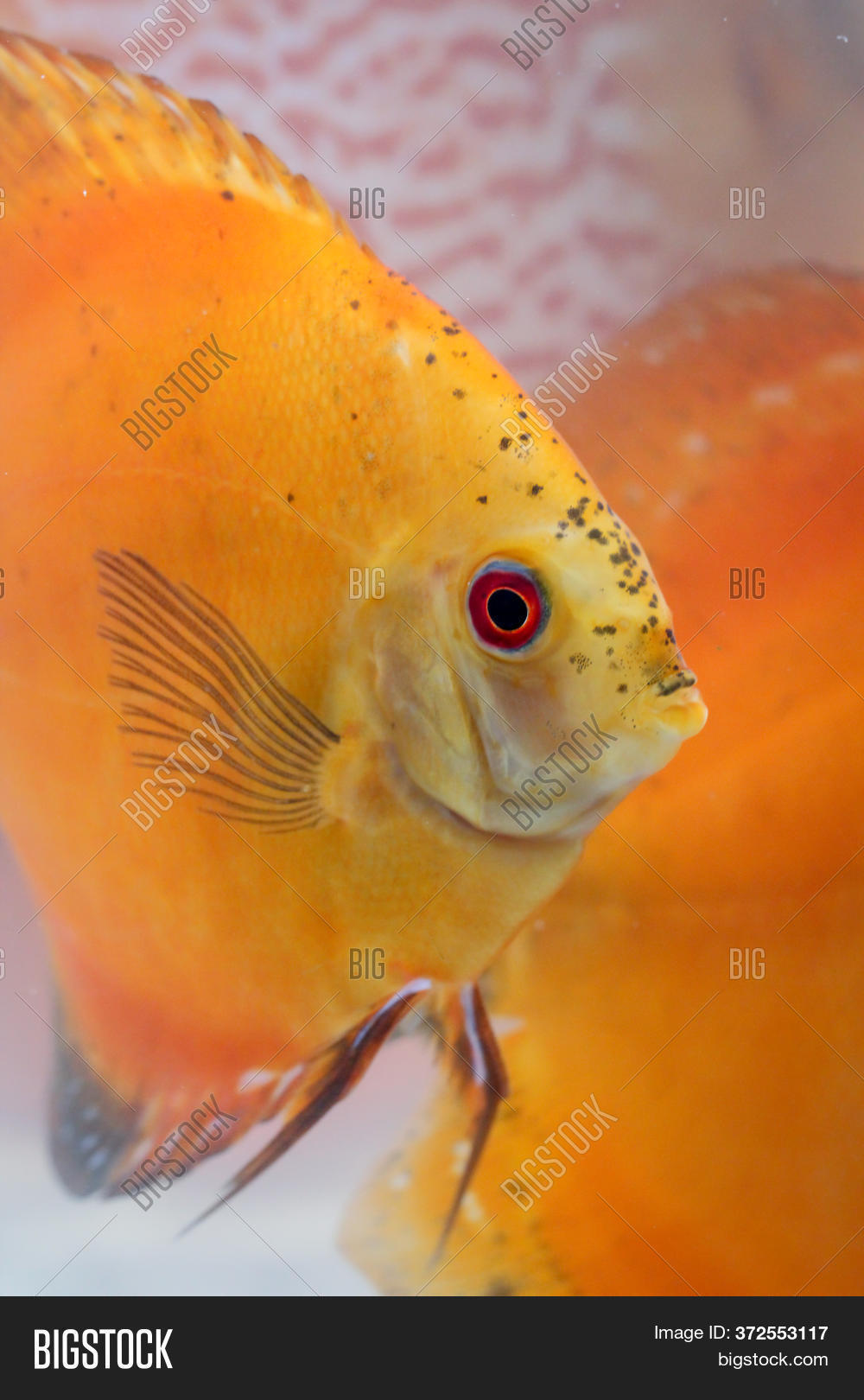 Colorful Discus Fish Image & Photo (Free Trial) | Bigstock