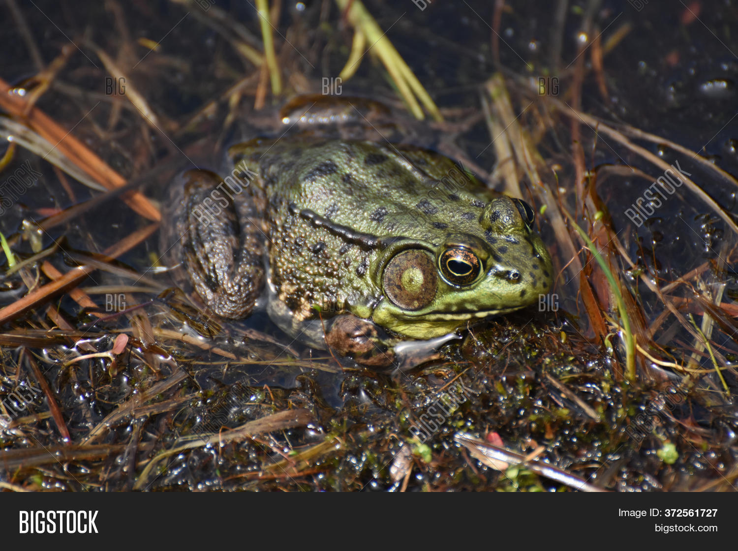 Terrific Green Toad Image & Photo (Free Trial) | Bigstock