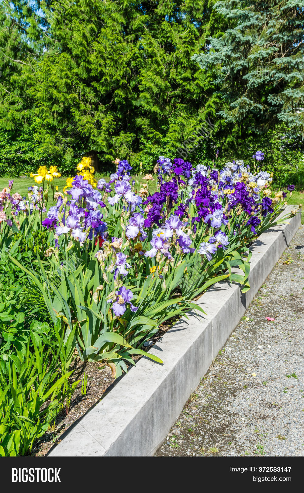 Long Garden Bed Growin Image & Photo (Free Trial) | Bigstock