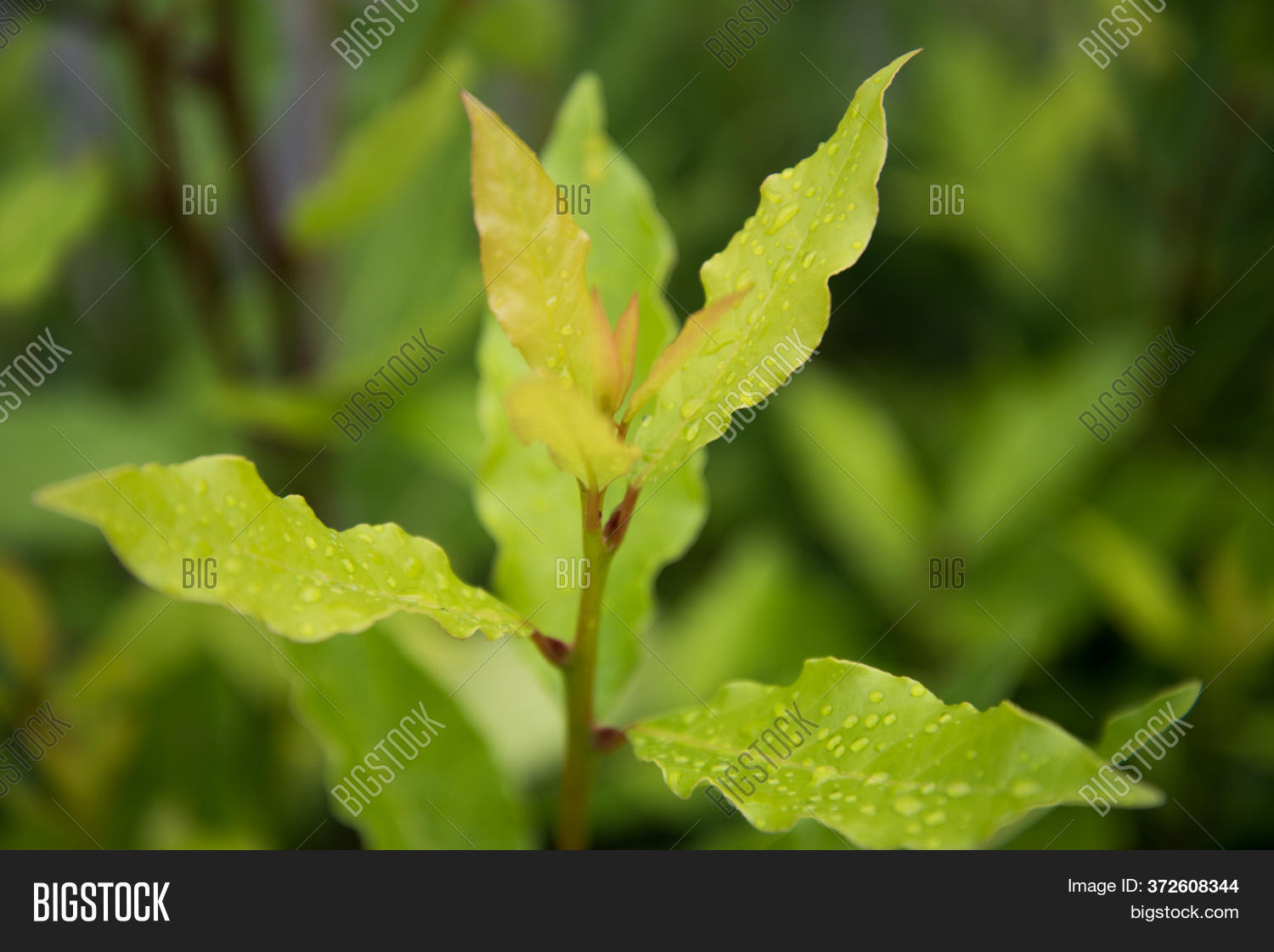 Bay Leaf Plant Close Image & Photo (Free Trial) | Bigstock