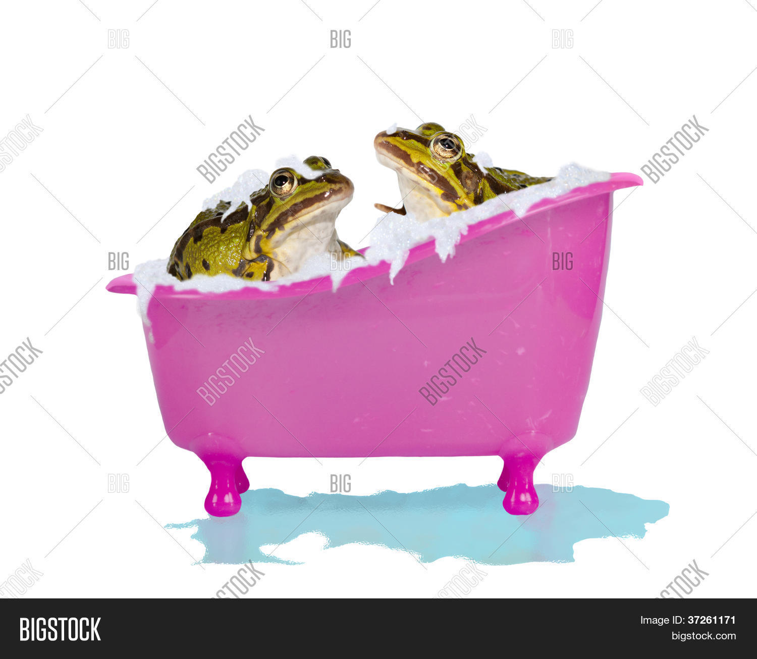 Bubble Bath Pet Frogs Image & Photo (Free Trial) | Bigstock