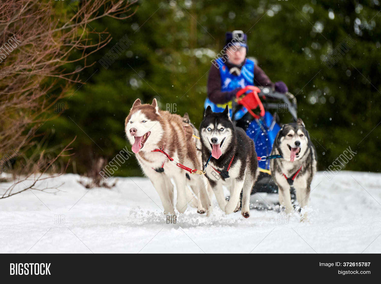 Husky Sled Dog Racing Image & Photo (Free Trial) | Bigstock