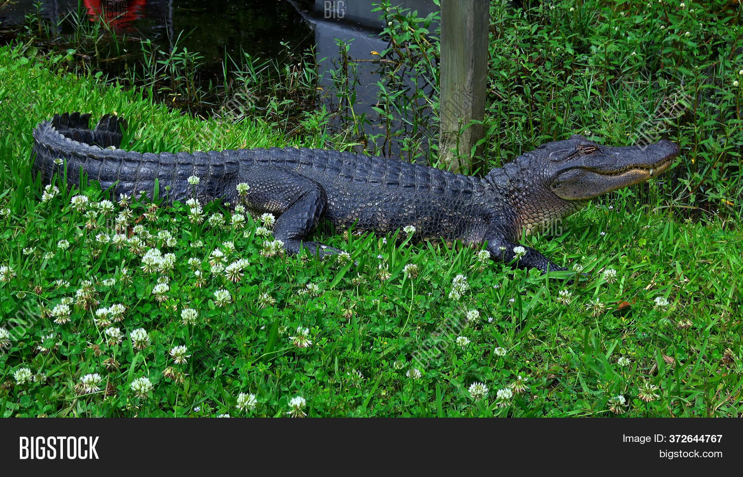 Big Alligator Swamps Image & Photo (Free Trial) | Bigstock
