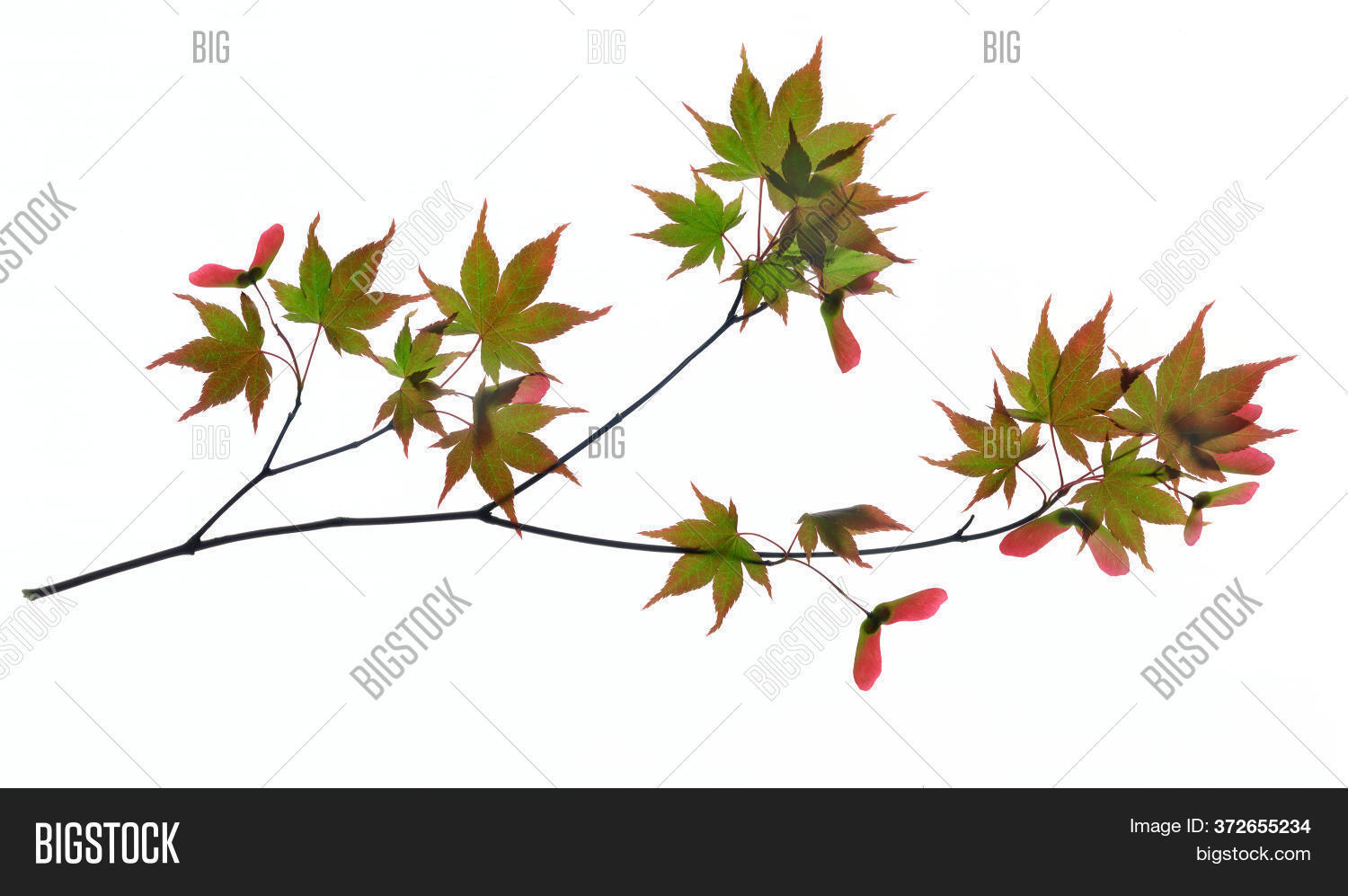 Branch Japanese Maple Image & Photo (Free Trial) | Bigstock