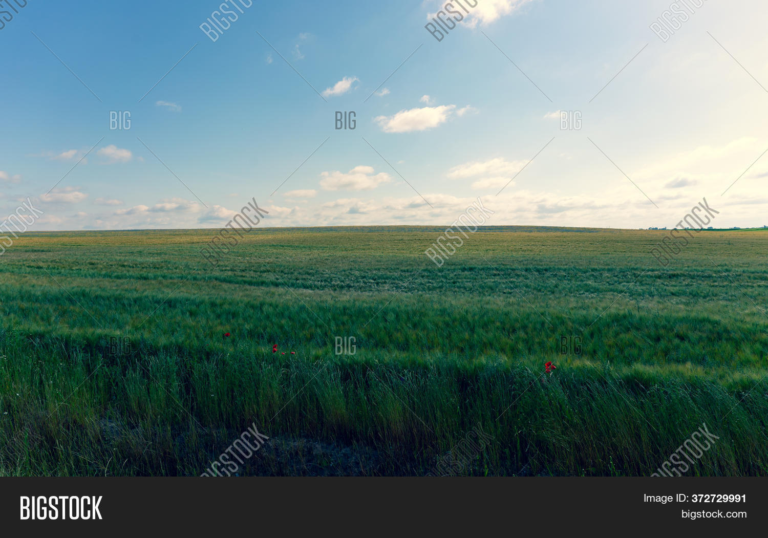 Field Young Stalks Image & Photo (Free Trial) | Bigstock