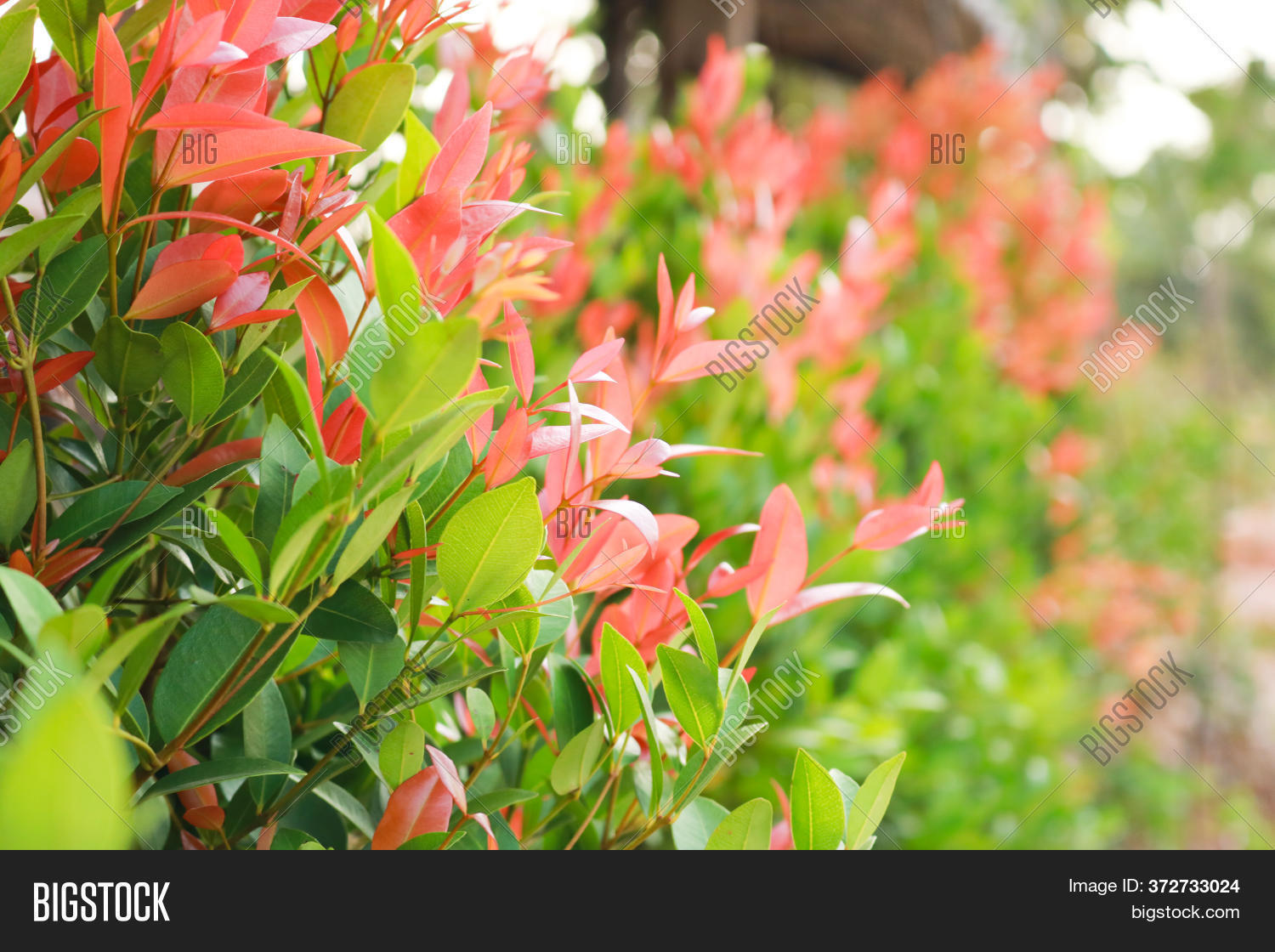 Christina, Bush Trees Image & Photo (Free Trial) | Bigstock
