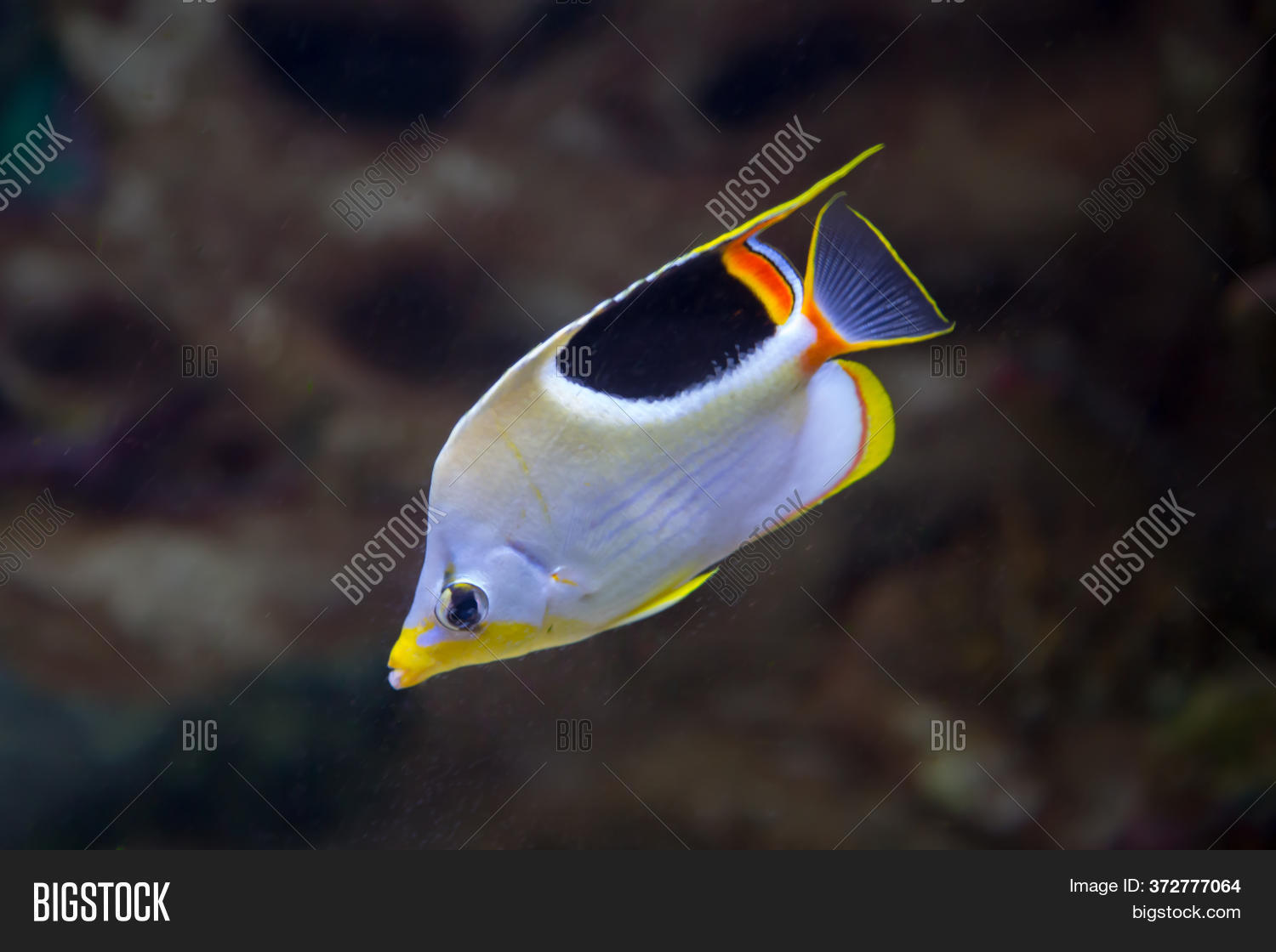 Bright Pacific Two- Image & Photo (Free Trial) | Bigstock