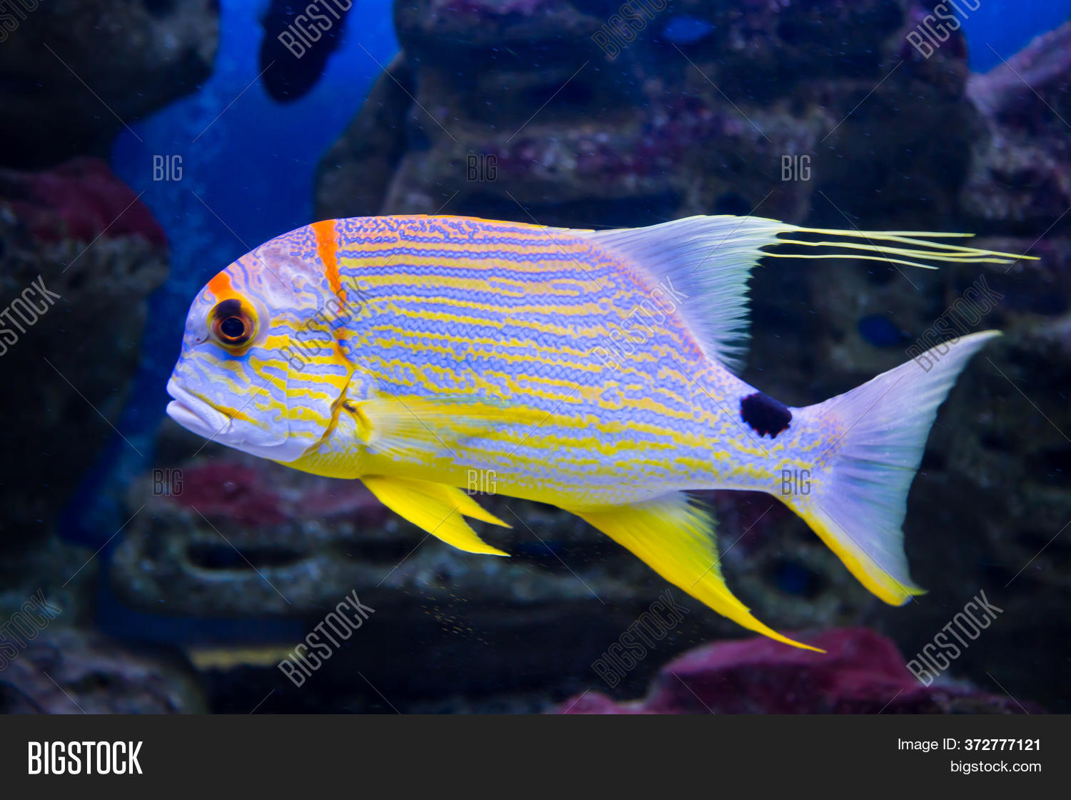 Bright Beautiful Fish Image & Photo (Free Trial) | Bigstock