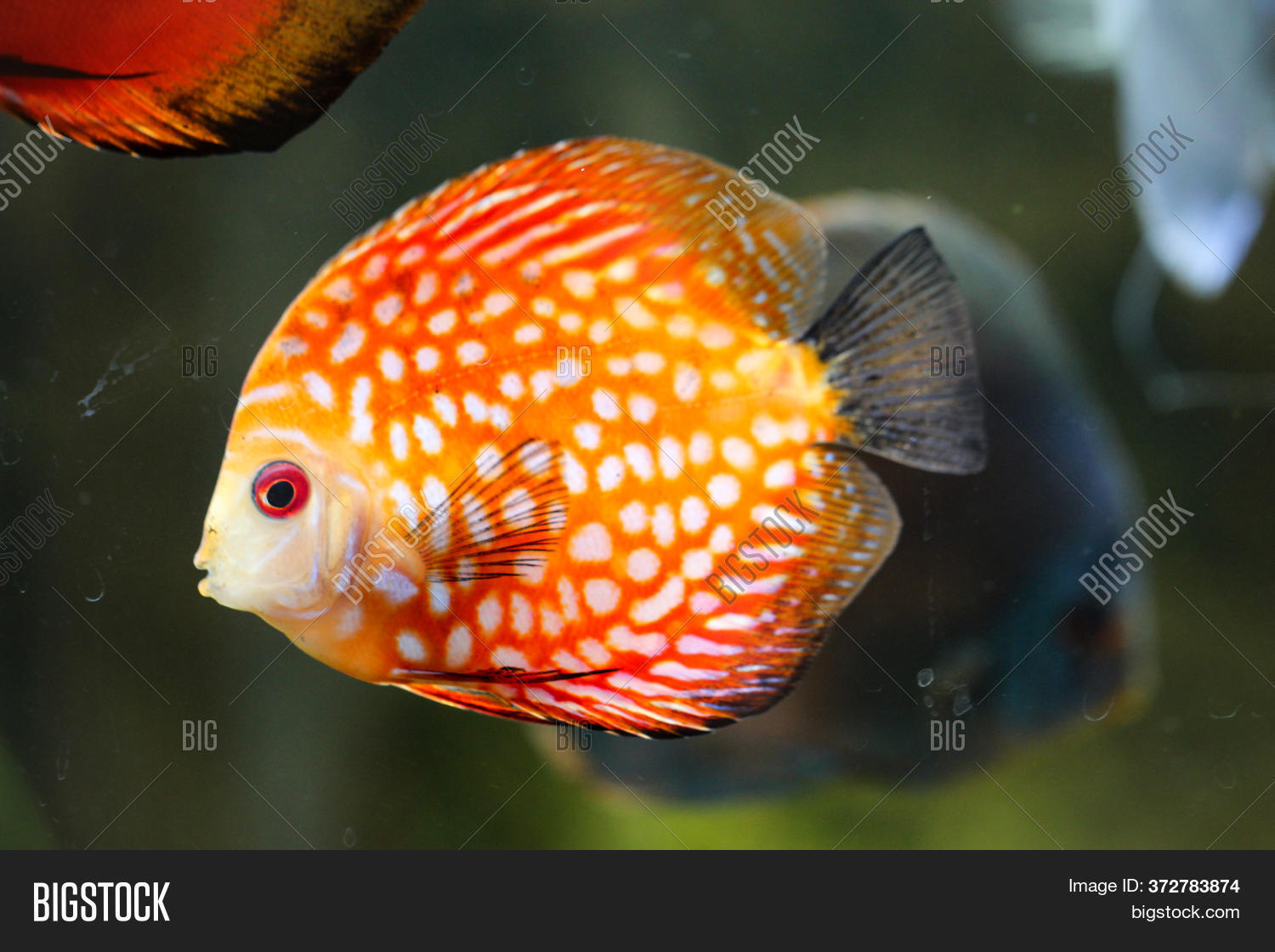 Colorful Discus Fish Image & Photo (Free Trial) | Bigstock