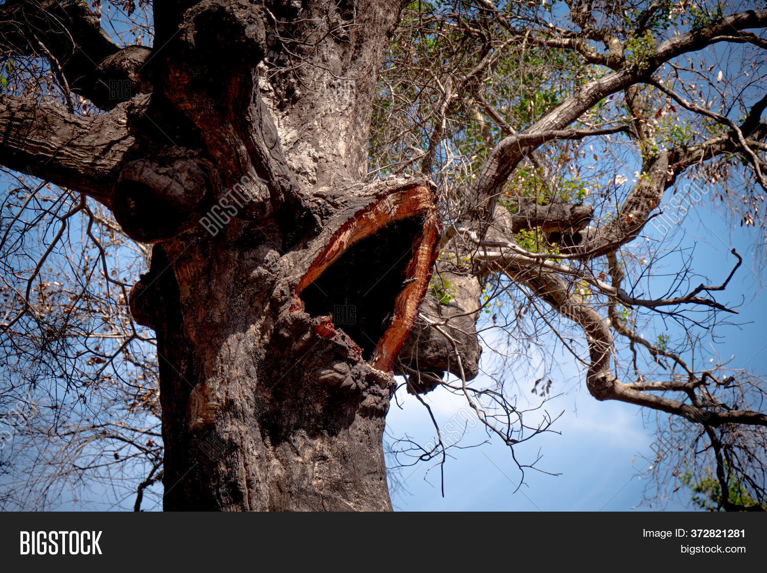 Burnt Trees After Huge Image & Photo (Free Trial) | Bigstock