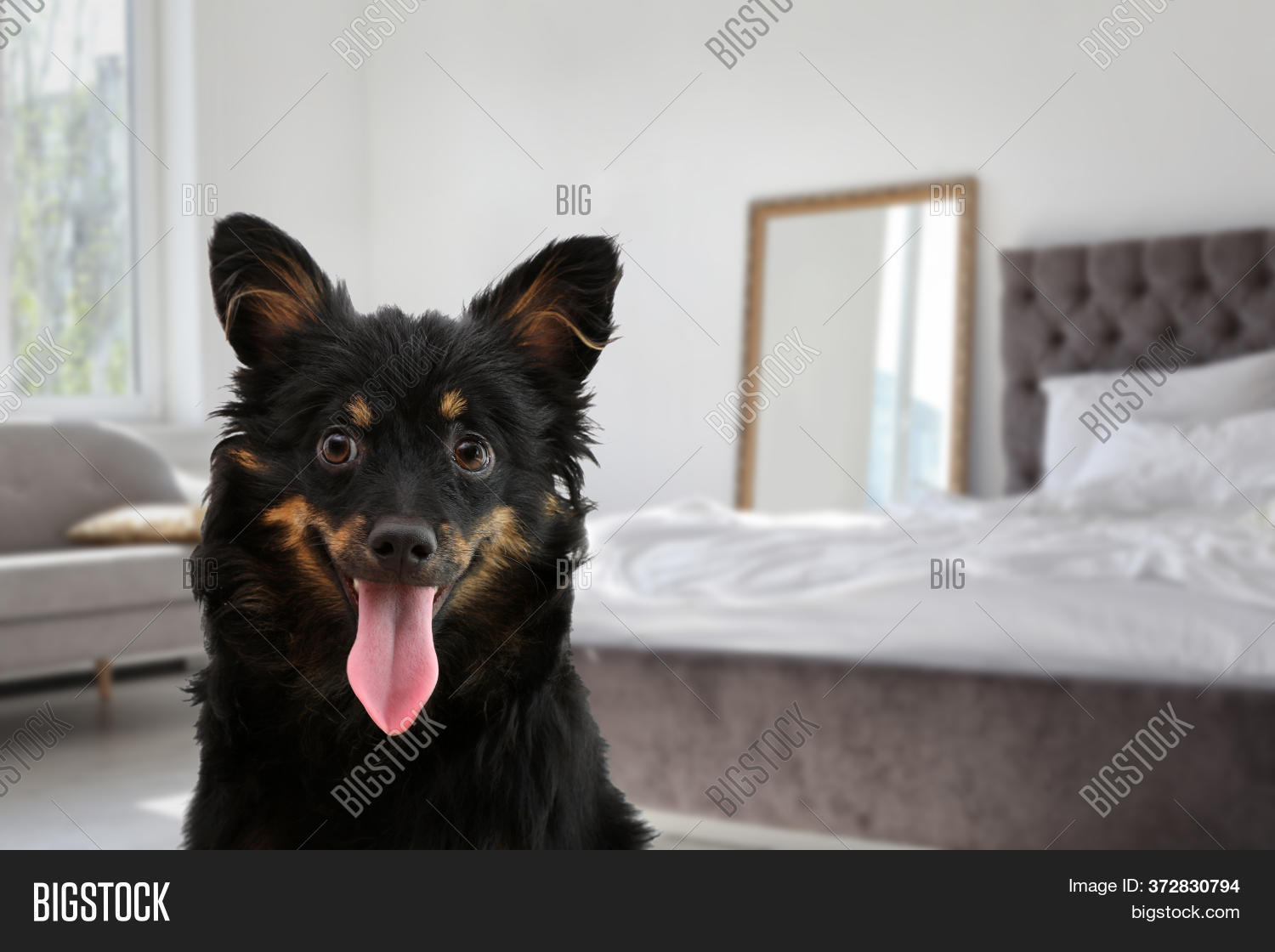 Cute Dog Room, Space Image & Photo (Free Trial) | Bigstock