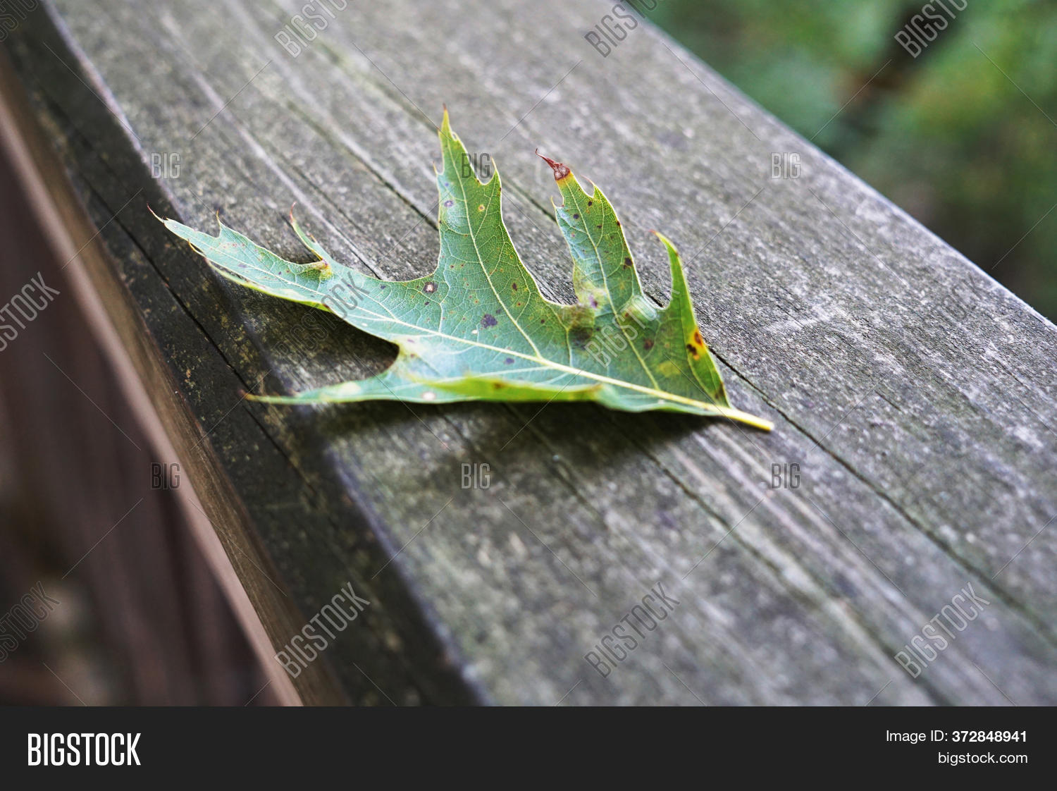 Fallen Oak Leaf On Old Image & Photo (Free Trial) | Bigstock