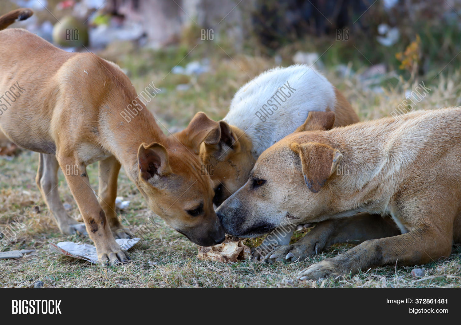 Why Is My Dog Eating Bread
