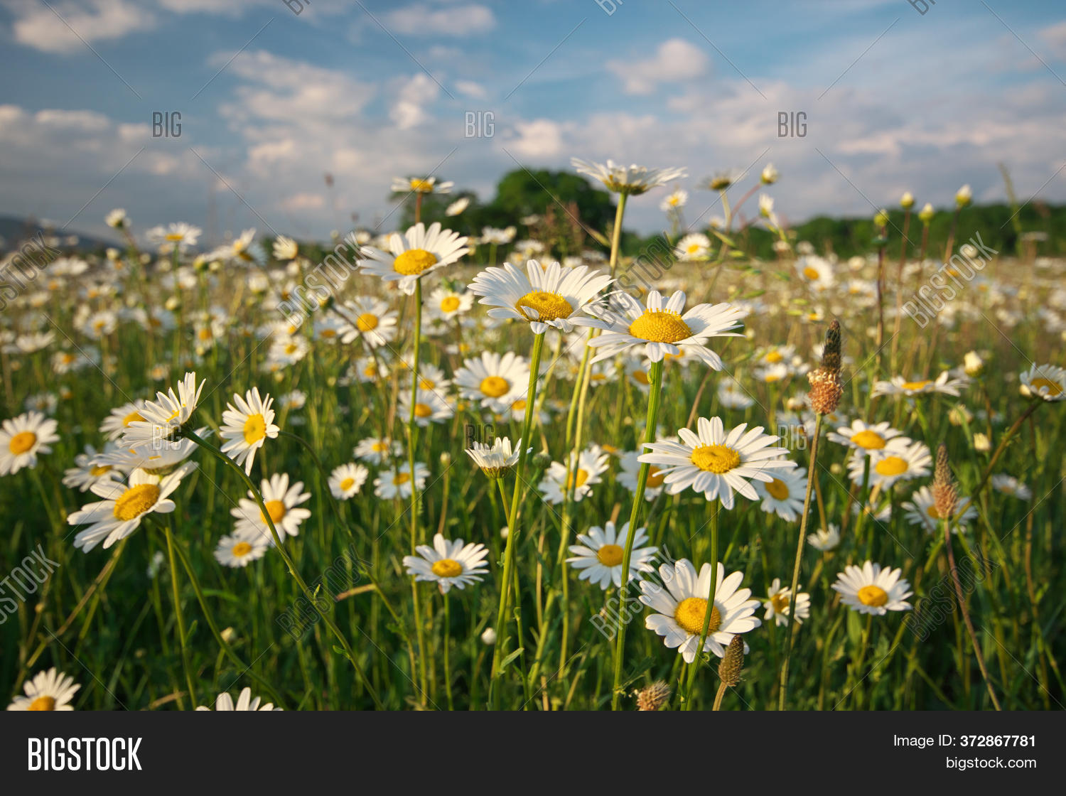 Spring Daisy Flowers Image & Photo (Free Trial) | Bigstock