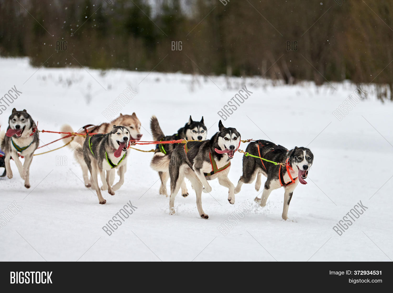 Running Husky Dog On Image & Photo (Free Trial) | Bigstock