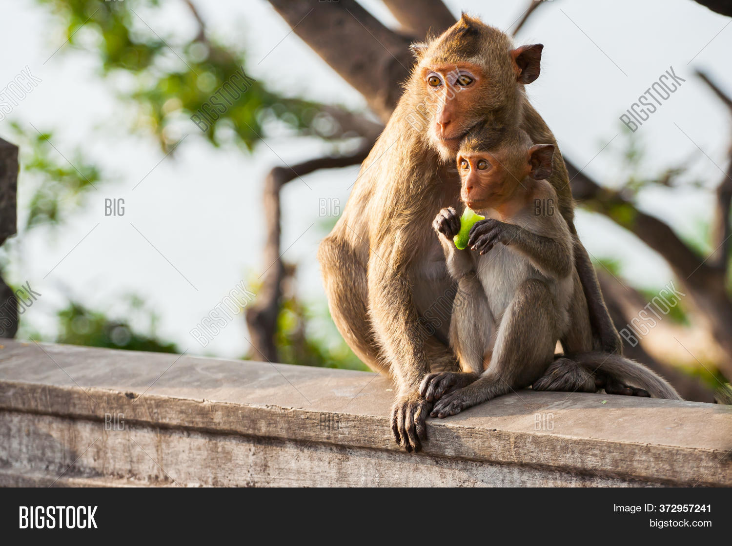 Brown Color Monkey Image & Photo (Free Trial) | Bigstock