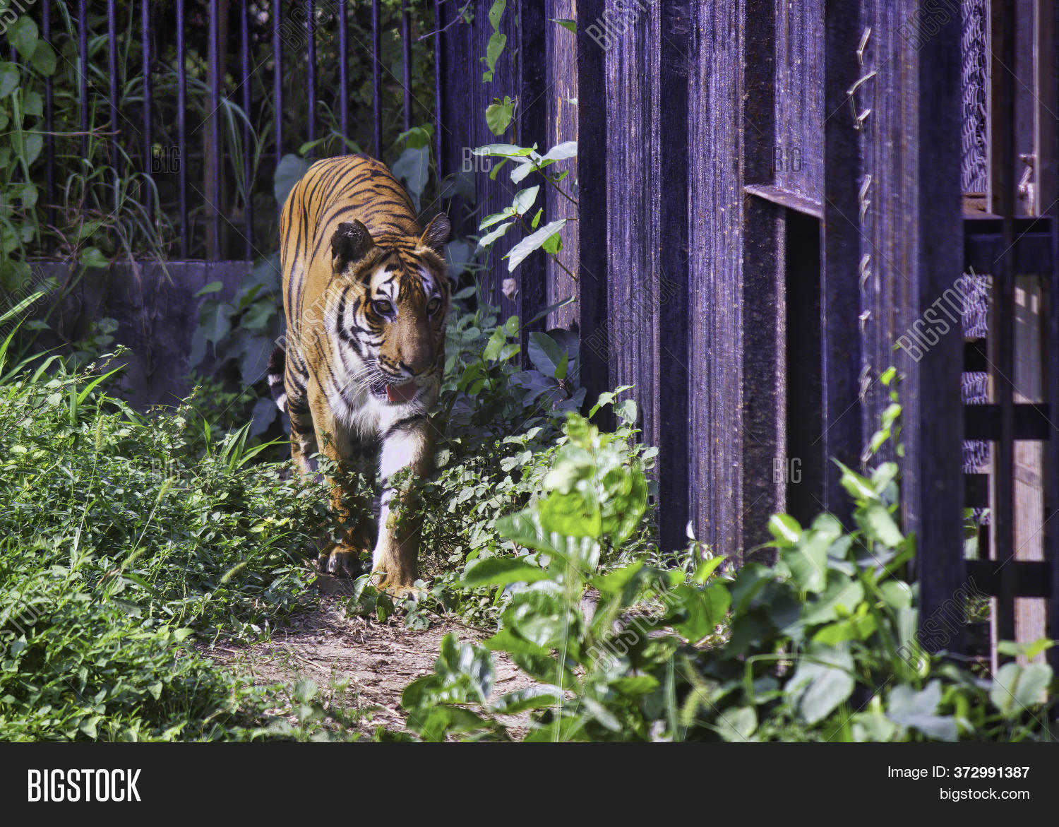 Fierce Indian Tiger Image & Photo (Free Trial) | Bigstock