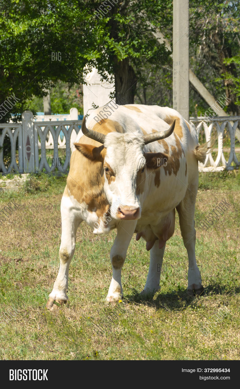 Big Cow Horns Close-. Image & Photo (Free Trial) | Bigstock