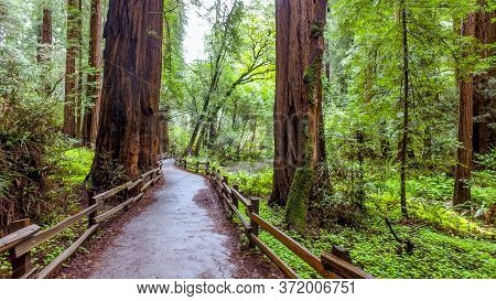 Giant Red Cedar Trees Image & Photo (Free Trial) | Bigstock