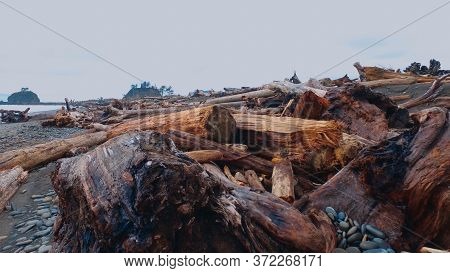 Redwood Trees Lying La Image & Photo (Free Trial) | Bigstock