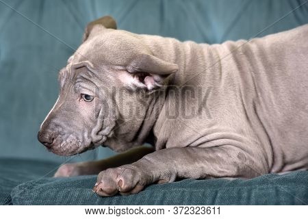 Thai Gray Ridgeback Image & Photo (Free Trial) | Bigstock