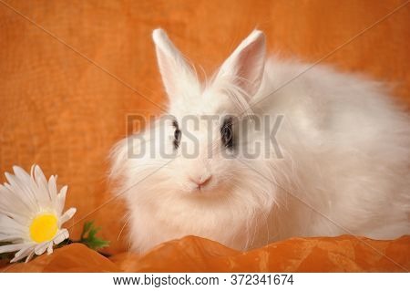 White Rabbit Black Image & Photo (Free Trial) | Bigstock