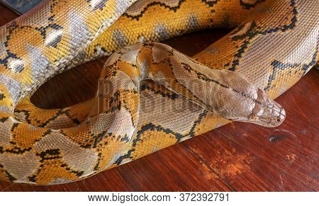 Gold Yellow Python, Image & Photo (Free Trial) | Bigstock