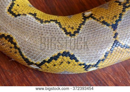 Close Snake Skin Image & Photo (Free Trial) | Bigstock