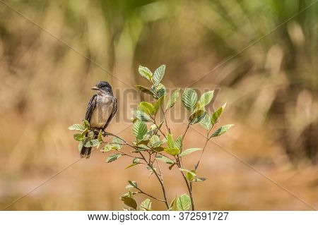 Bird Resting On Top Image & Photo (Free Trial) | Bigstock