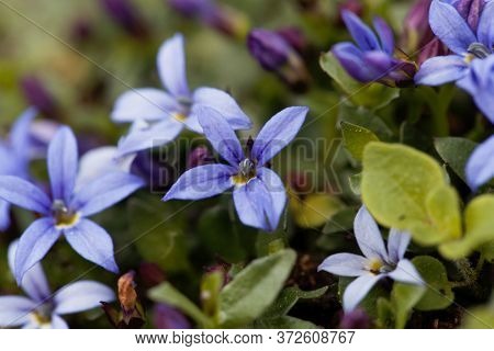 Blue Star Flower, Image & Photo (Free Trial) | Bigstock