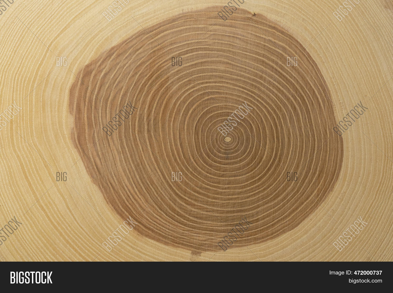 Trunk-cut Ash Tree. Image & Photo (Free Trial) | Bigstock